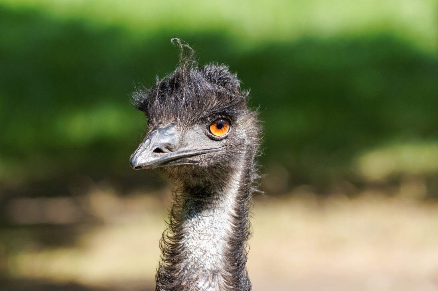 My Experience Raising Emus (They Make Great Pets!) - Backyard Poultry